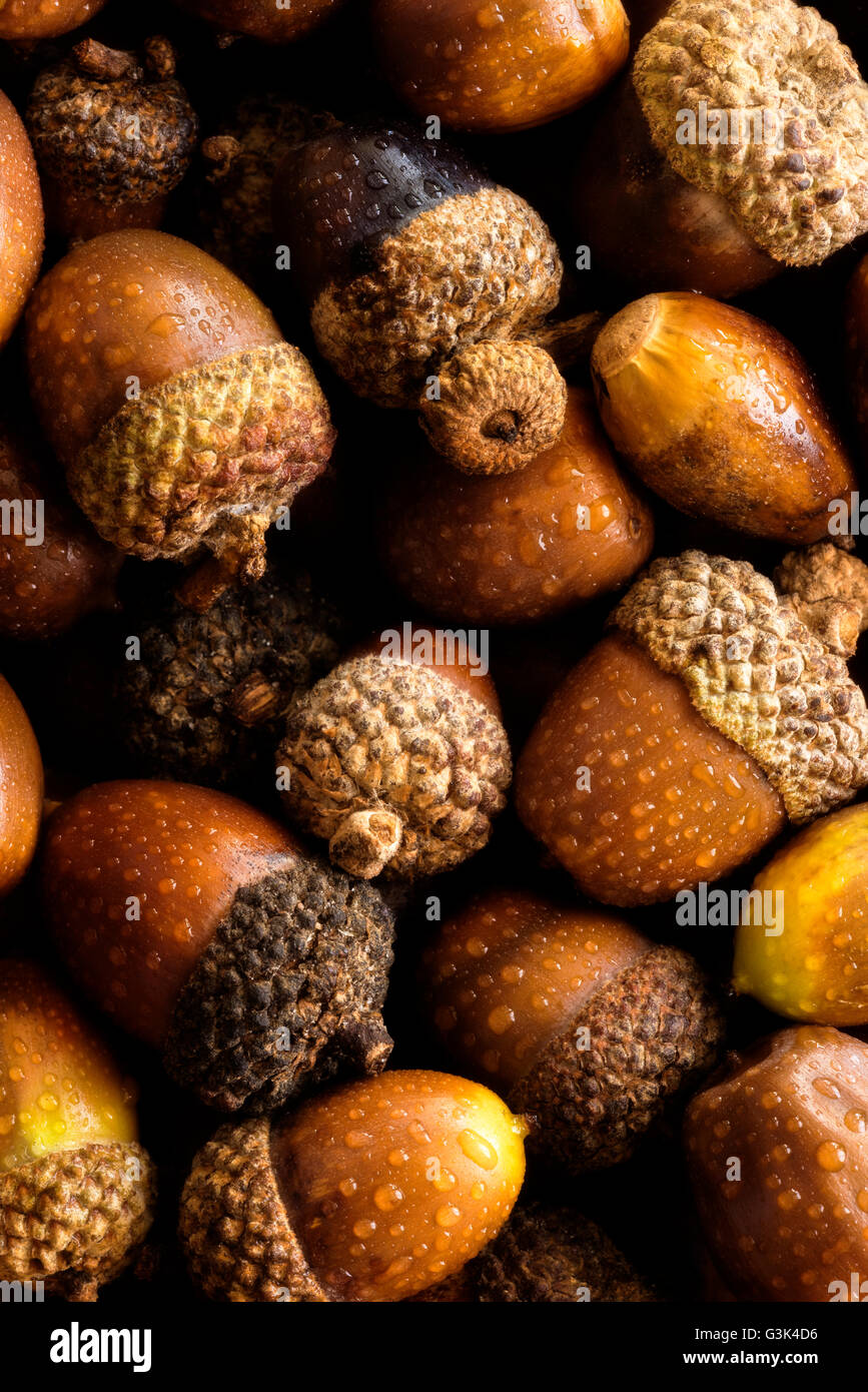 Acorn collection hi-res stock photography and images - Alamy