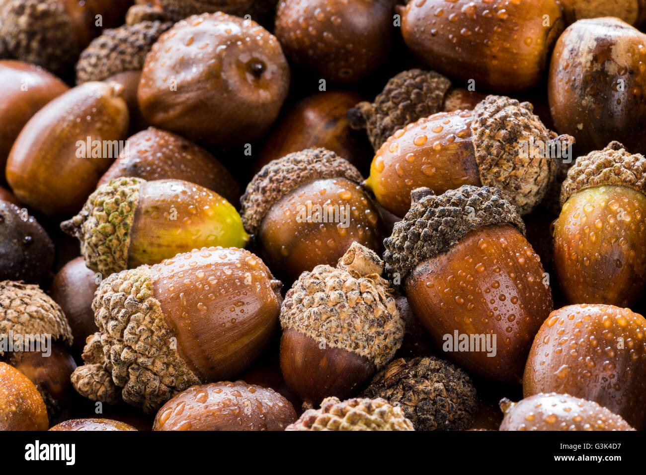 Oak acorn trees hi-res stock photography and images - Alamy