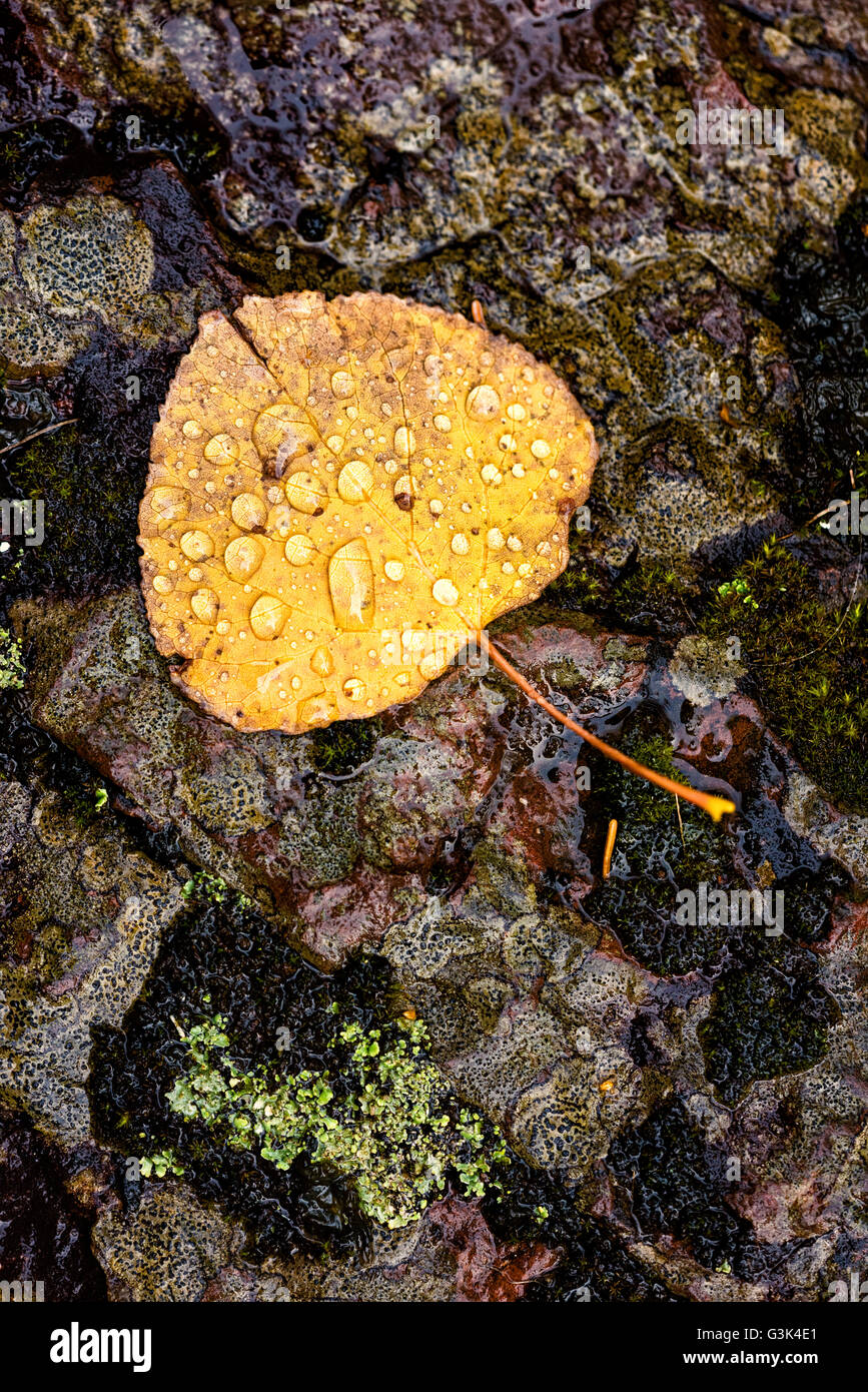 Aspen leaf pattern hi-res stock photography and images - Alamy