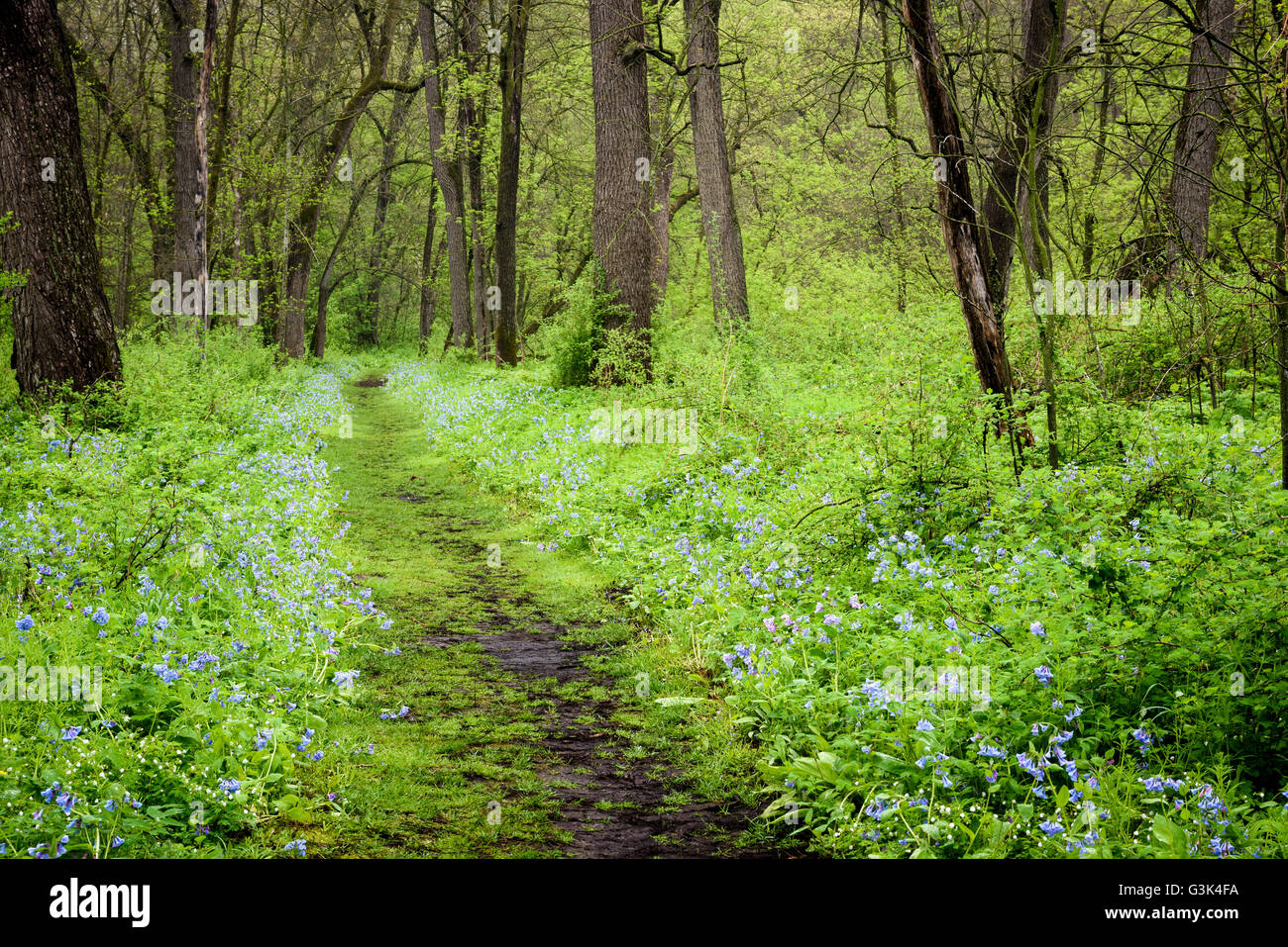 Bluebells (Mertensia virginica) carpet the forest floor in Carley State ...