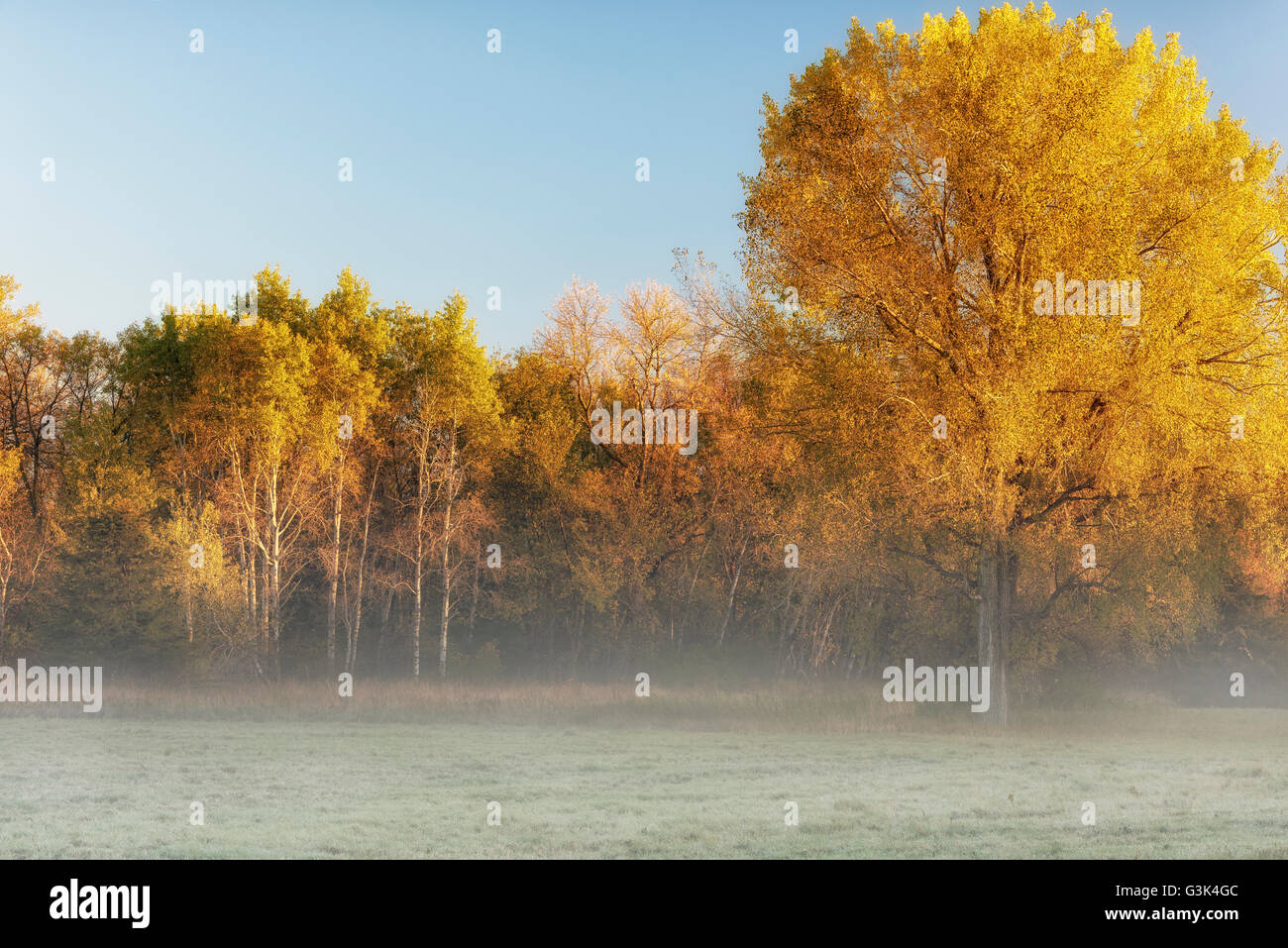 Yellow autumn trees in a foggy meadow Stock Photo - Alamy