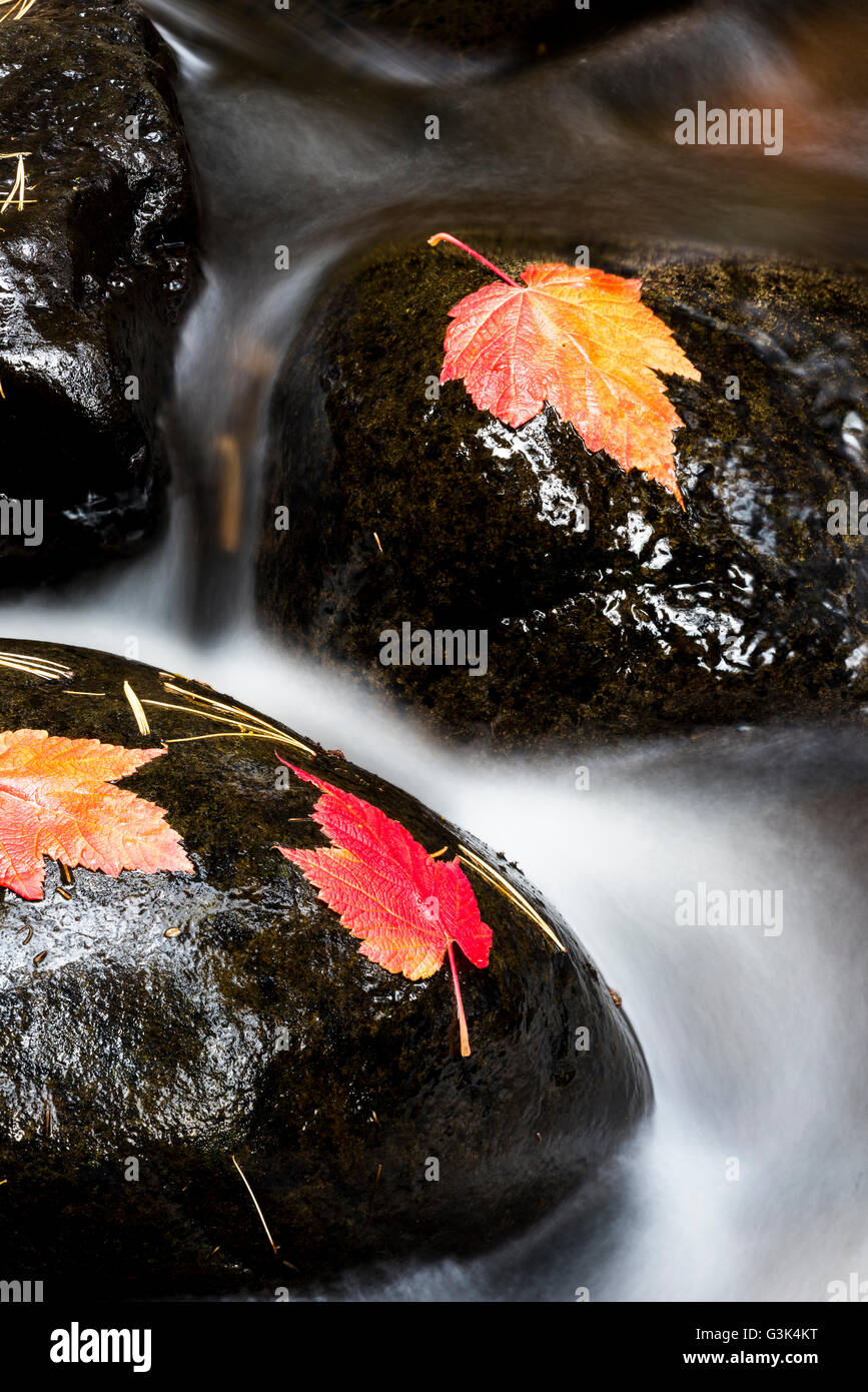 Red river maple hi-res stock photography and images - Alamy