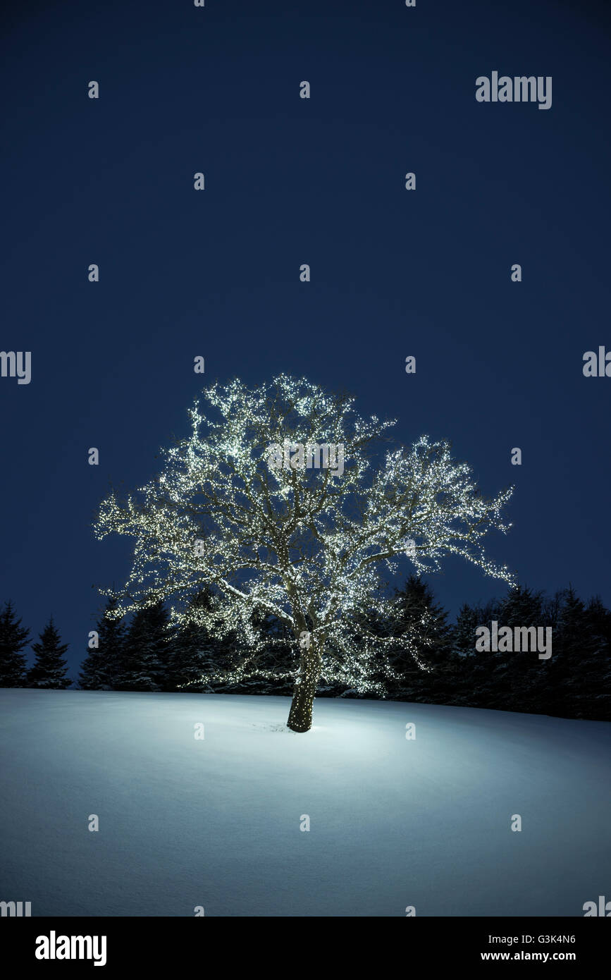 Winter scene of oak tree with thousands of lights on a snowy hill at ...