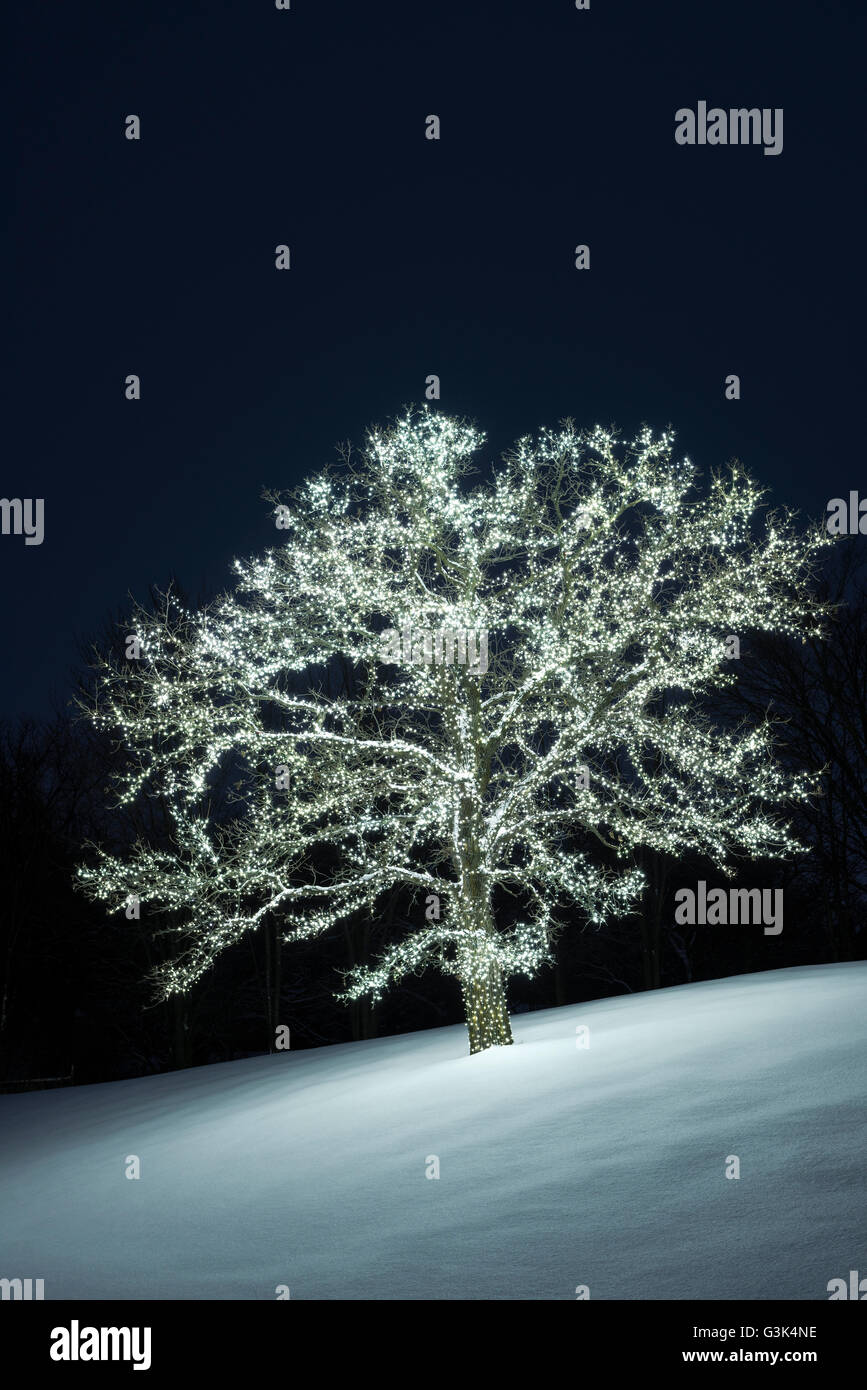 Winter scene of oak tree with thousands of lights on a snowy hill at ...