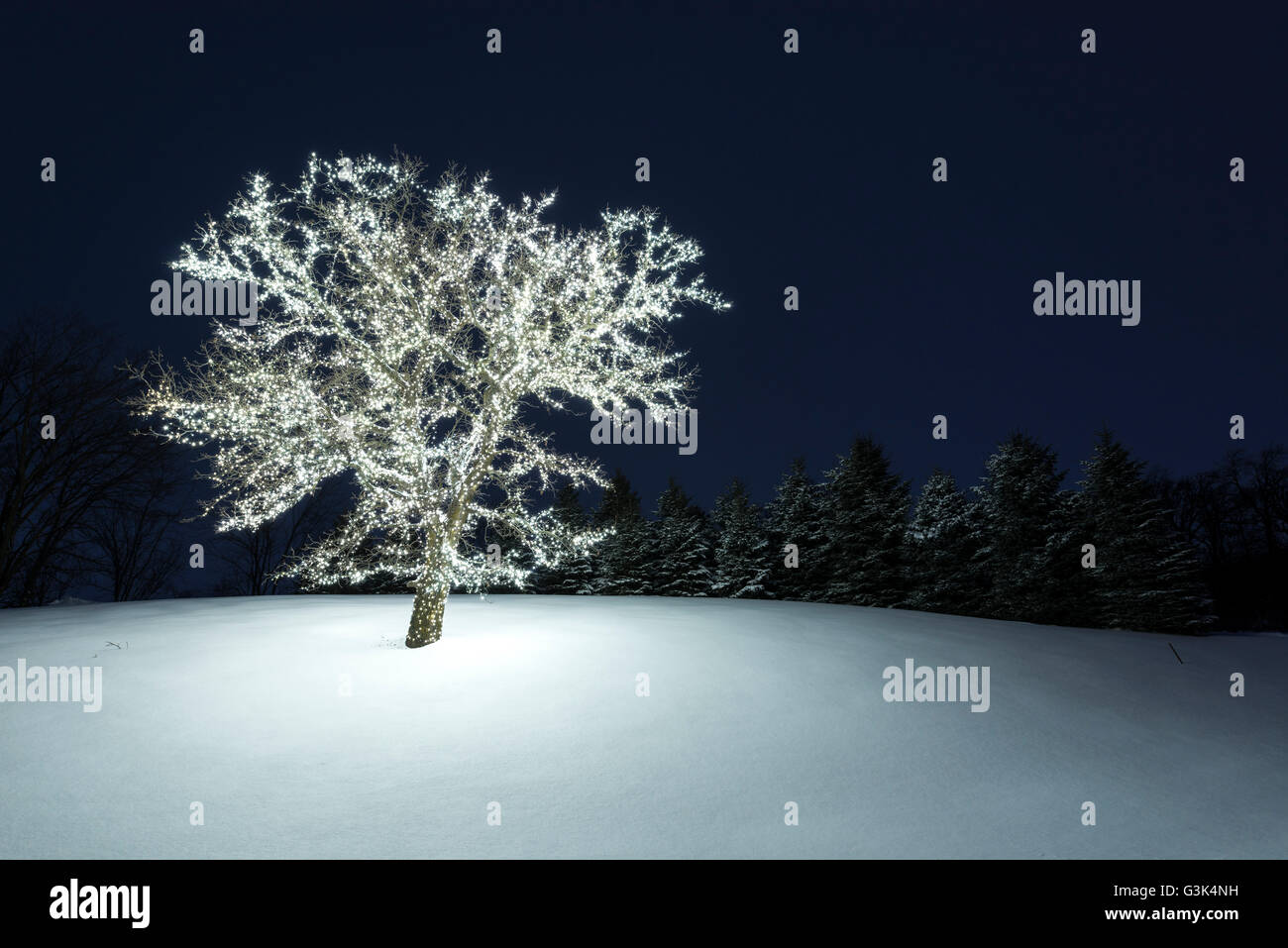 Winter scene of oak tree with thousands of lights on a snowy hill at ...