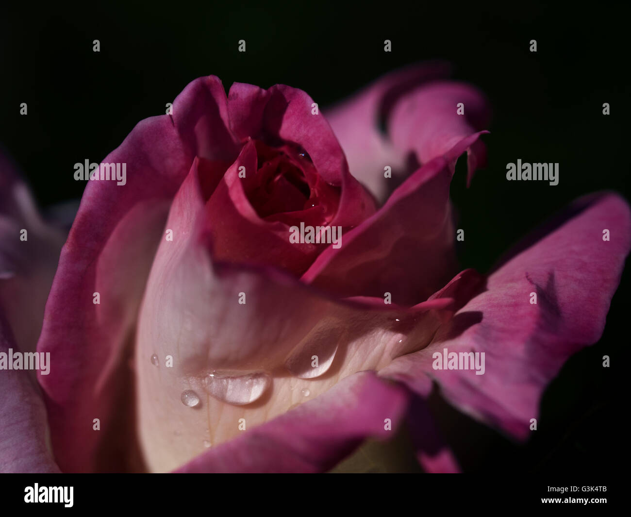 Rose Princess de Monaco Pink White Color Rose Macro Roses Hybrid Tea ...