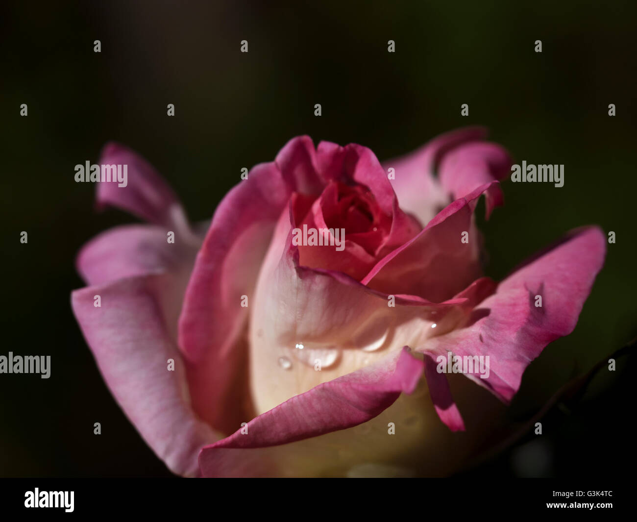 Princess de monaco rose hi-res stock photography and images - Alamy