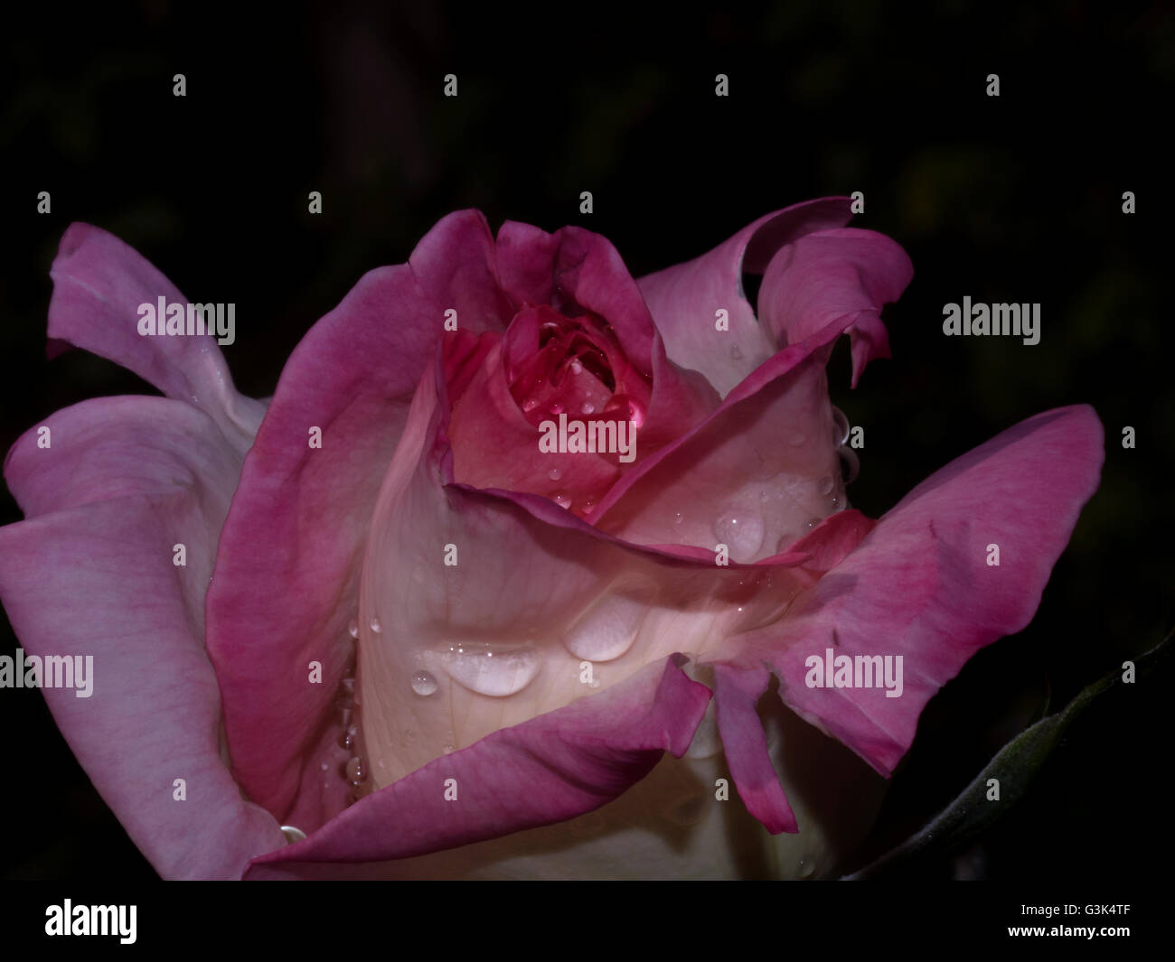 Rose Princess de Monaco Pink White Color Rose Macro Roses Hybrid Tea ...