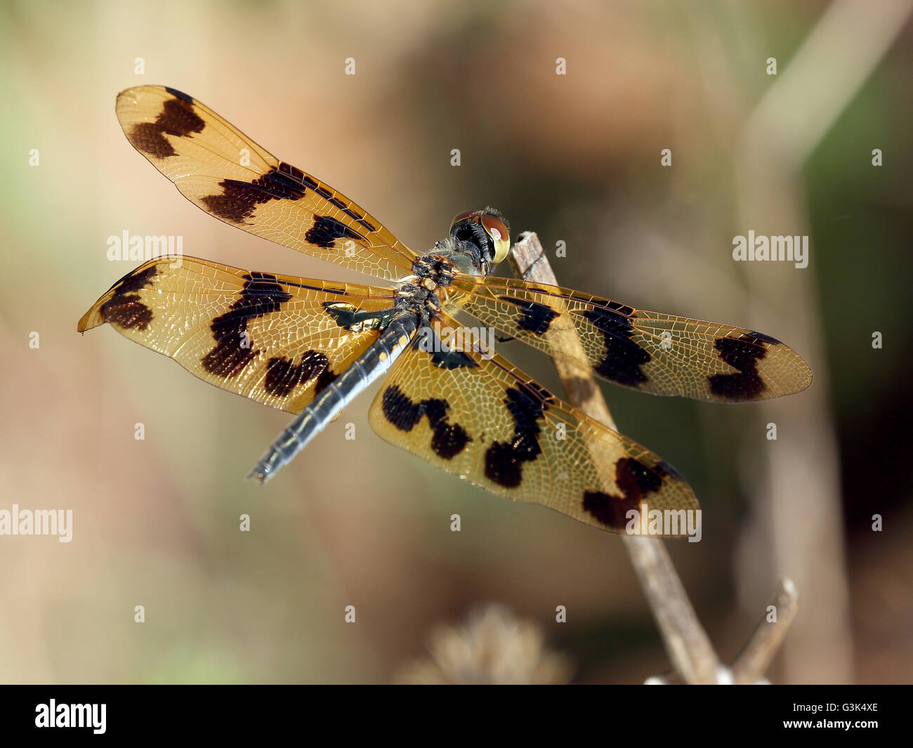 Graphic Flutterer Dragonfly - Rhyothemis graphiptera Stock Photo - Alamy