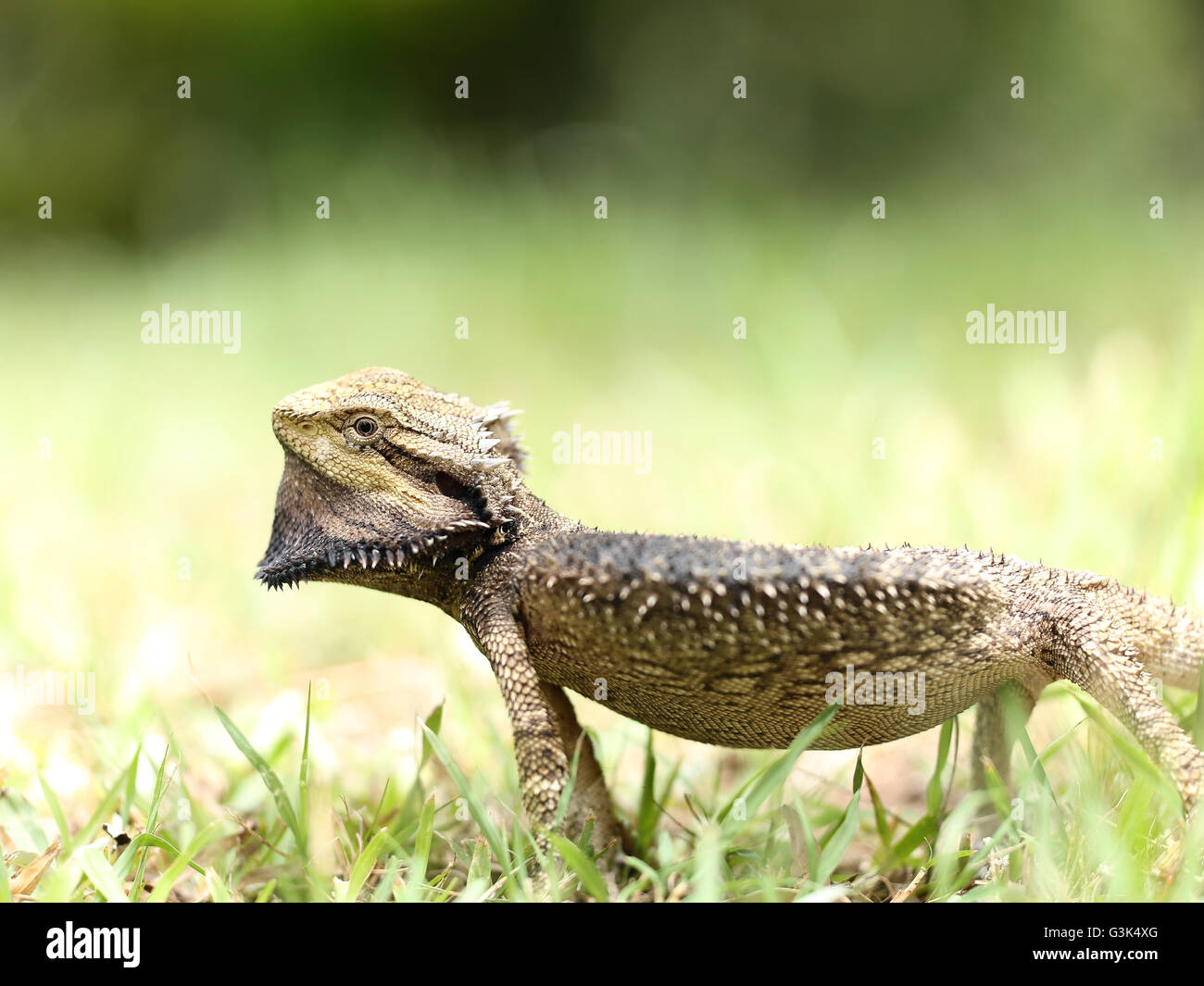 Eastern Bearded Dragon - Pogona barbata Stock Photo - Alamy