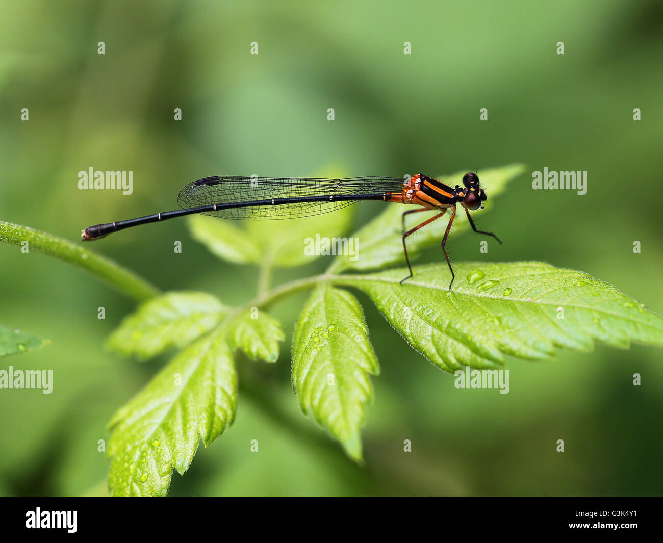 Orange threadtail damselfly hi-res stock photography and images - Alamy