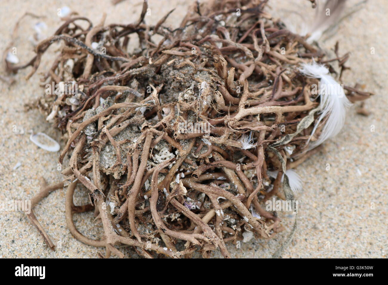 Dried sea hi-res stock photography and images - Alamy