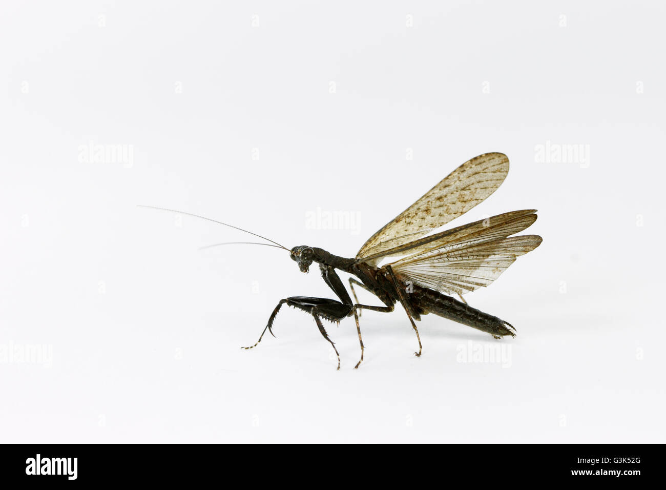 Black and white insect hi-res stock photography and images - Alamy