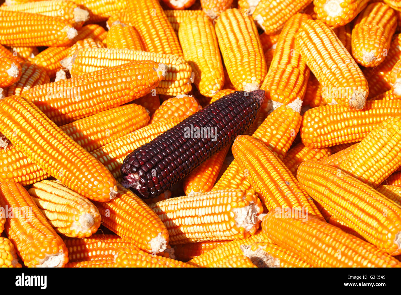 Purple corn on yellow corn background Stock Photo - Alamy