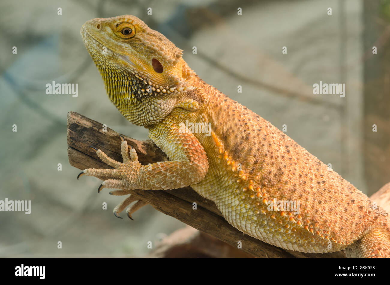 Bearded Dragon climbing a tree taken in a shallow depth of field Stock ...