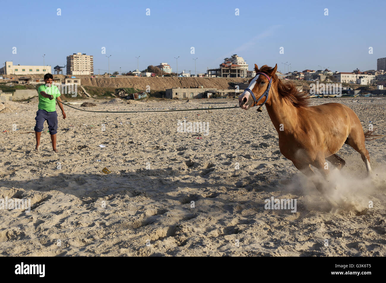 Gaza, Palestine. 05th Apr, 2016. A young Palestinian trains his horse ...