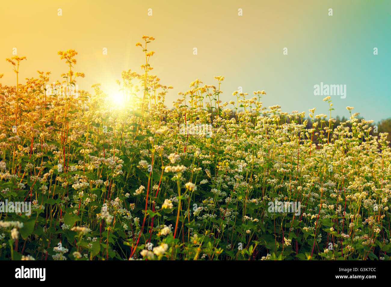 Buckwheat field against blue hi-res stock photography and images - Alamy