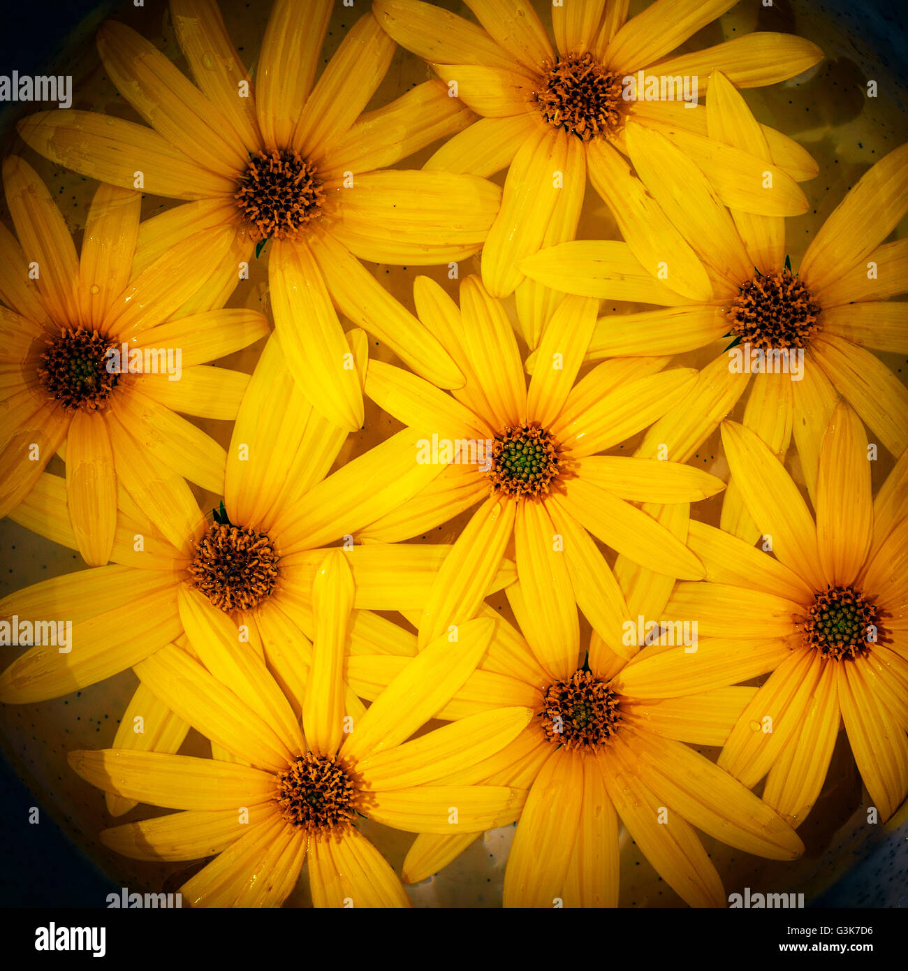 Natural yellow flowers backgraund Stock Photo - Alamy