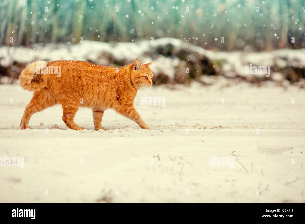 Orange cat walking to you hi-res stock photography and images - Alamy