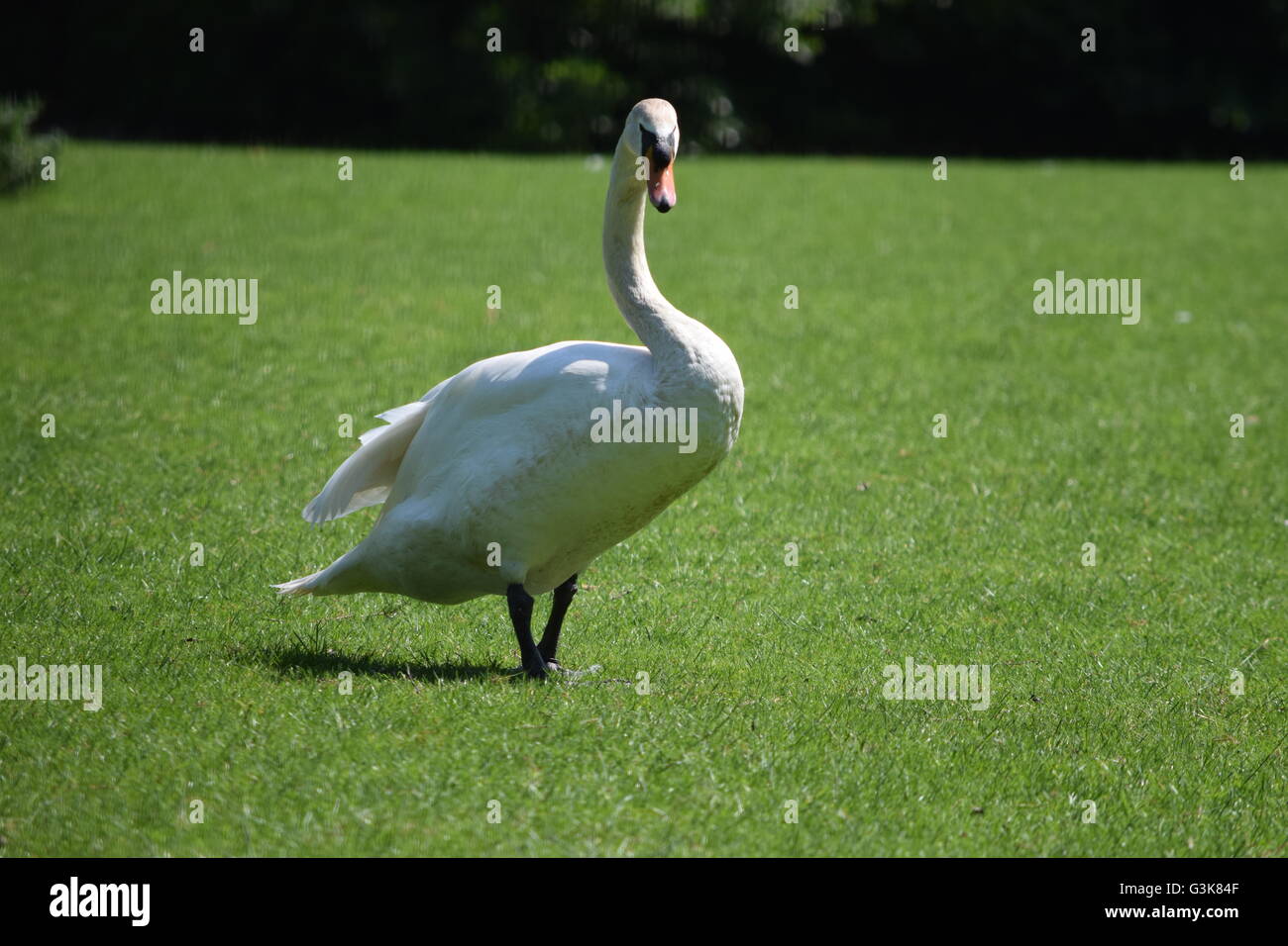 Swan alone in the Park Stock Photo - Alamy
