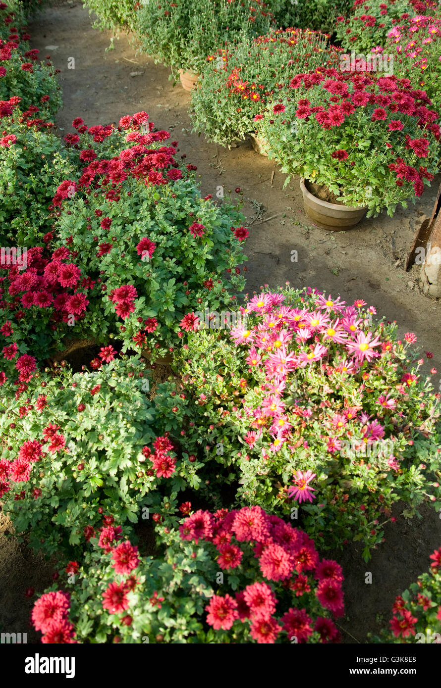 lots of colorfull flowers inside a greenhouse Stock Photo - Alamy