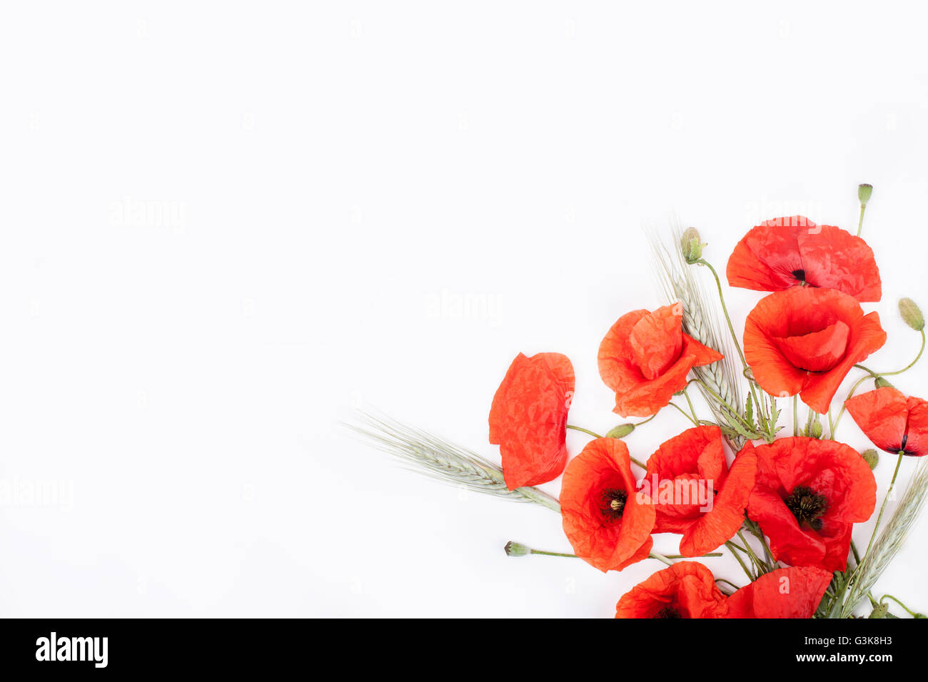 Heads of red poppies and rye in the corner of white background, flat ...