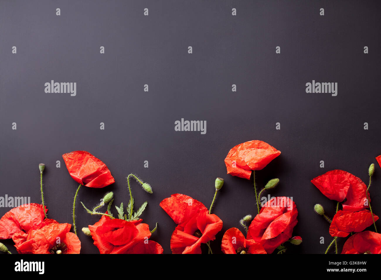 Heads of red poppies on the bottom of black background flat lay Stock ...