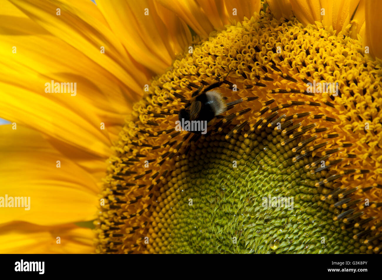 detail of sunflower in a sunny day during summer Stock Photo - Alamy