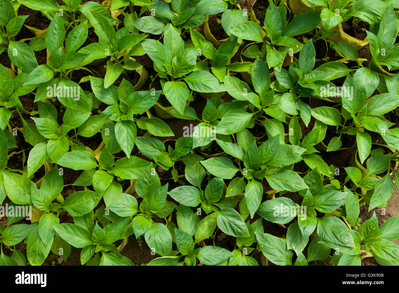 close up of small paprika growing inside a greenhouse Stock Photo - Alamy