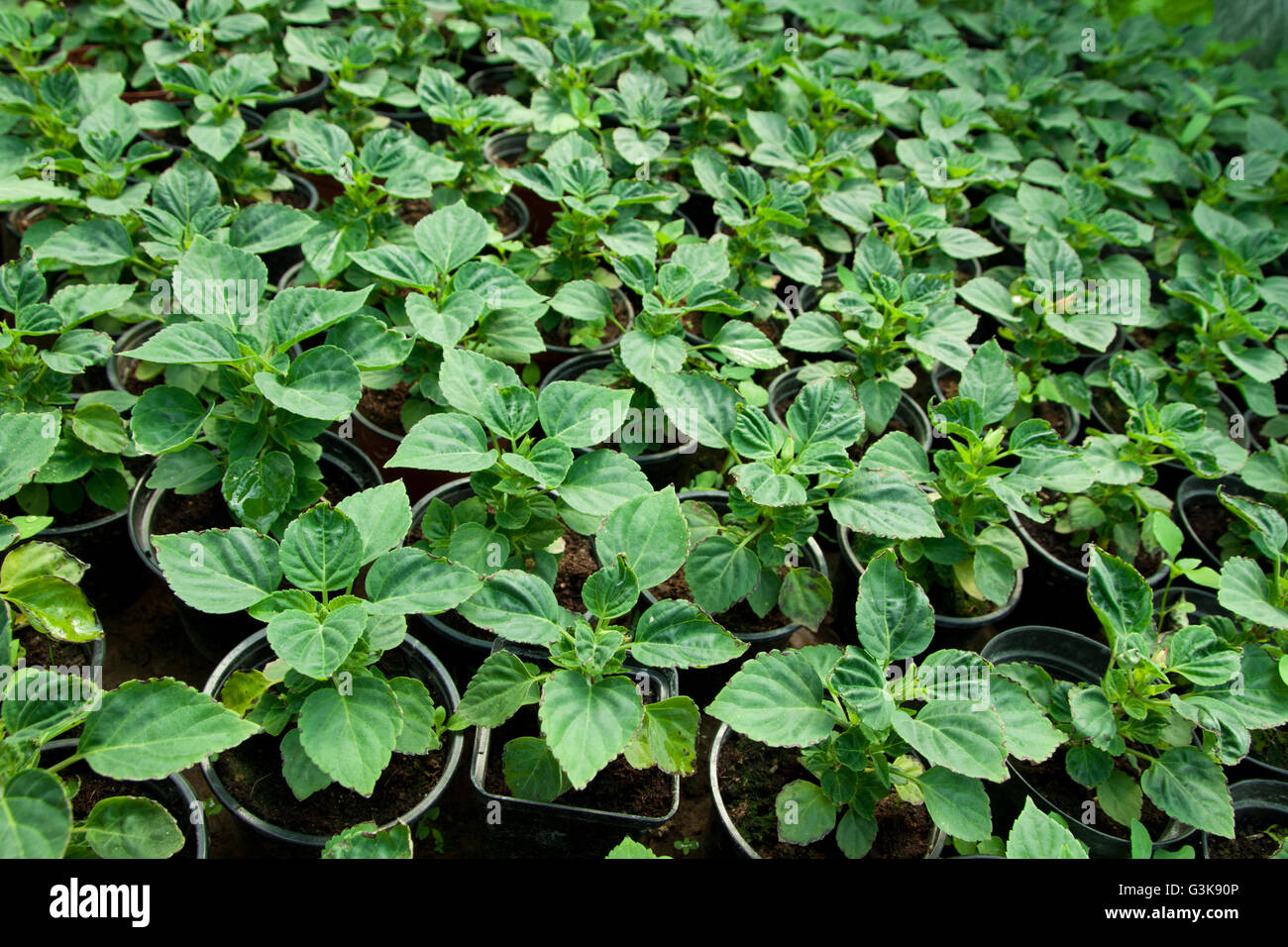 close up of small sage growing inside a greenhouse Stock Photo - Alamy