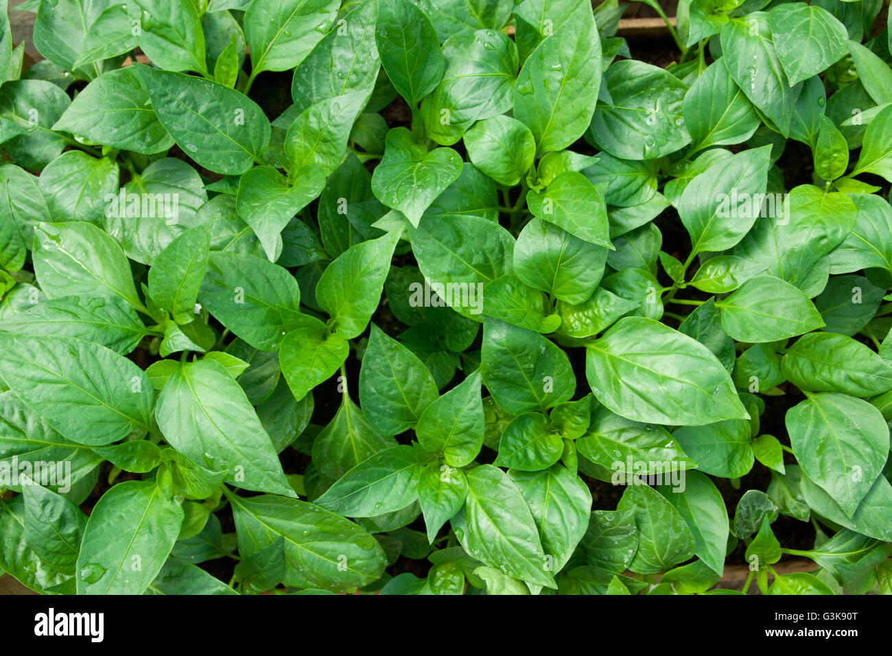 close up of small paprika growing inside a greenhouse Stock Photo - Alamy