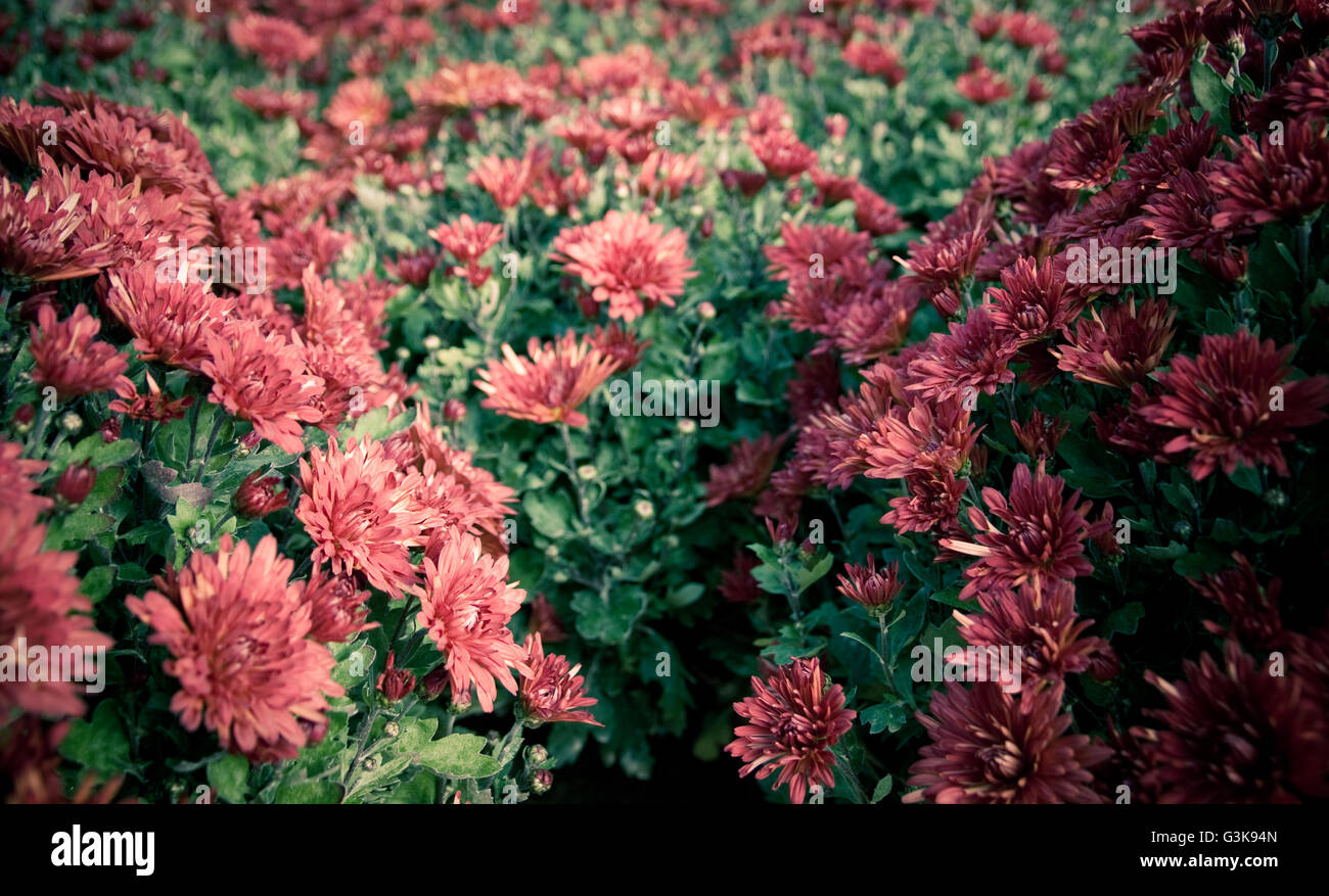 lots of colorfull flowers inside a greenhouse Stock Photo - Alamy