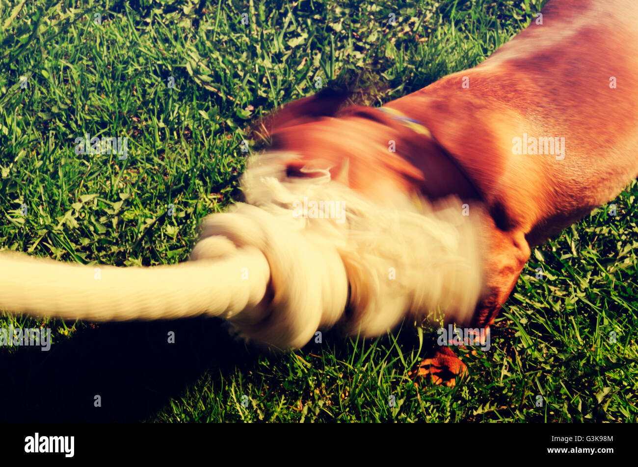 Dog playing with a rope hi-res stock photography and images - Alamy