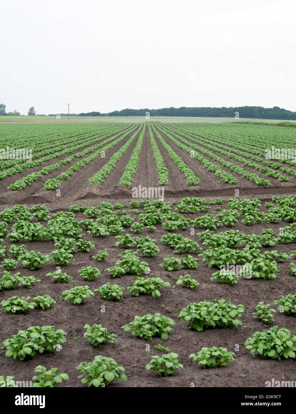Potato Farming Uk Stock Photos & Potato Farming Uk Stock Images - Alamy
