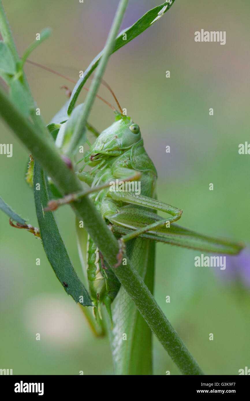 large Great Green Bush cricket Stock Photo - Alamy