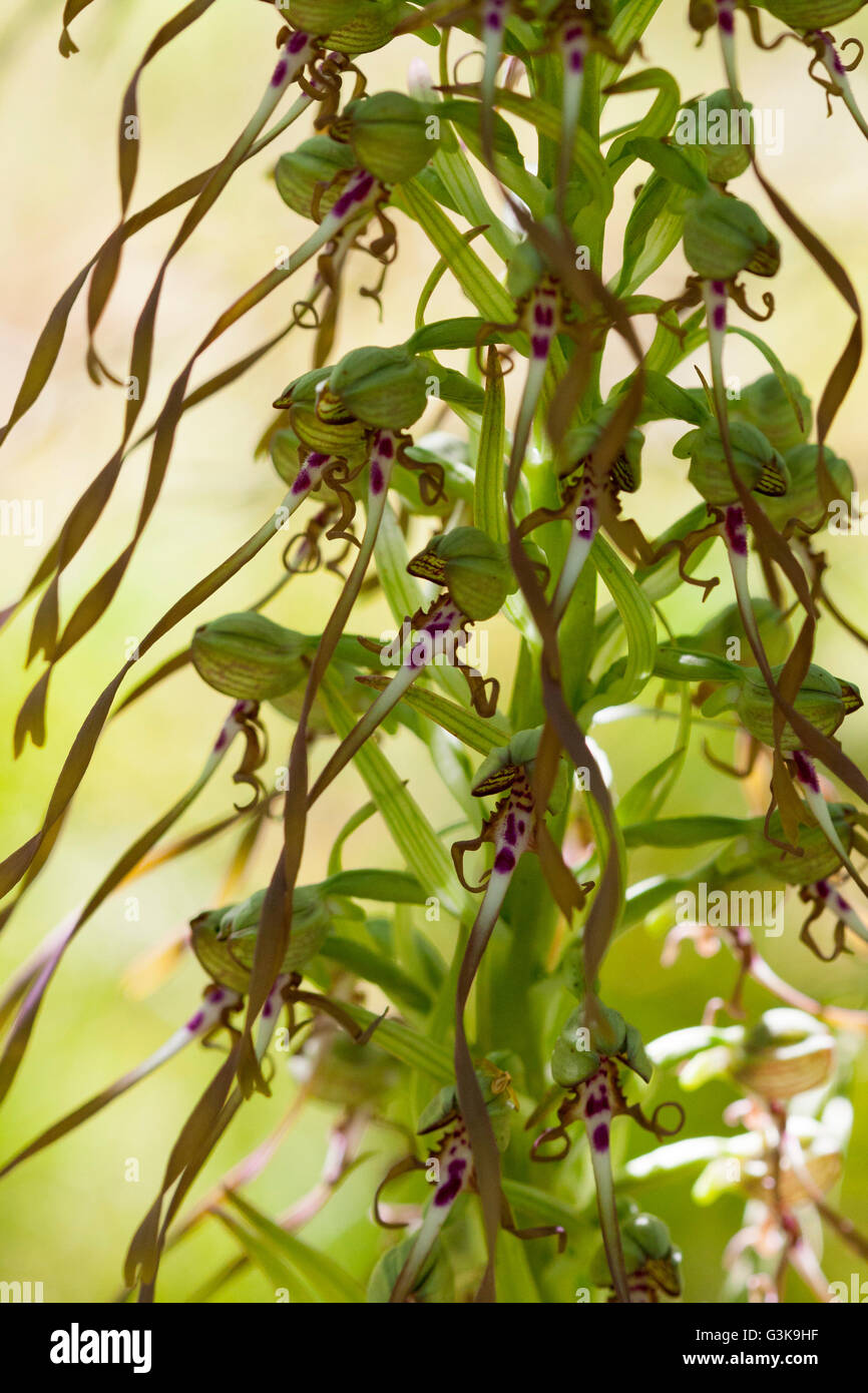 Long stem orchid hi-res stock photography and images - Alamy