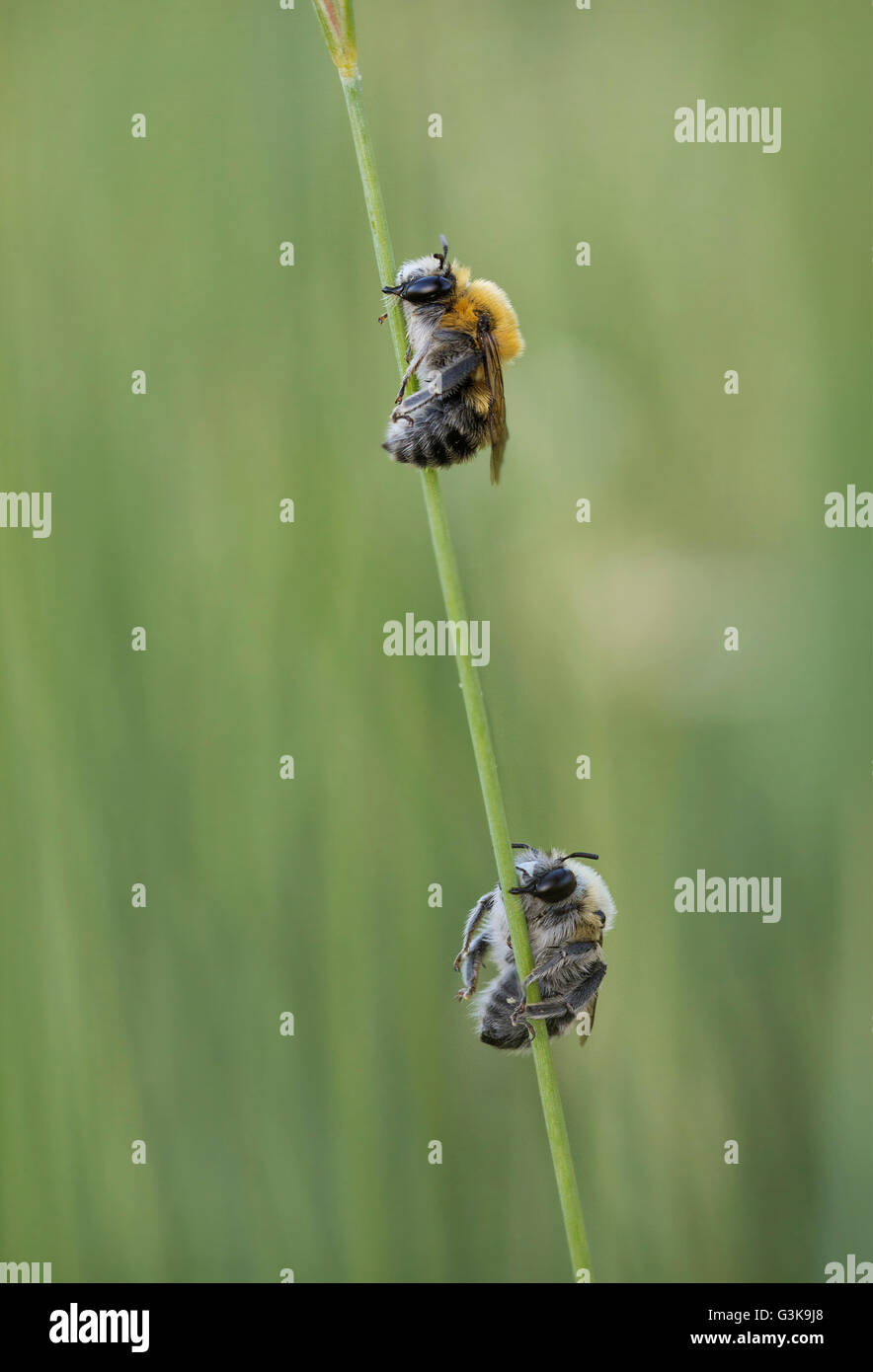 Bug couple hi-res stock photography and images - Alamy