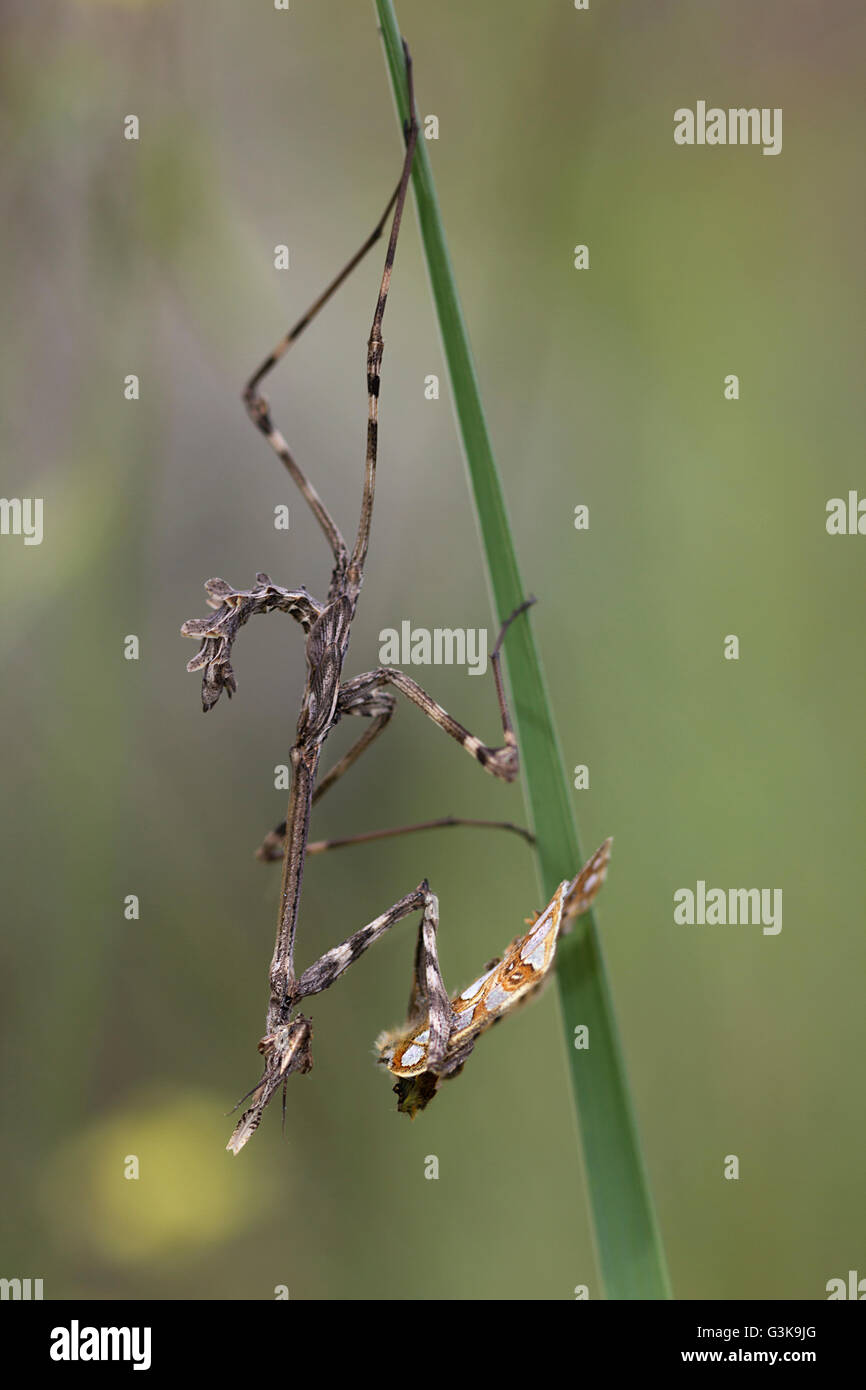 Young conehead mantis (Empusa pennata) eating a butterfly Stock Photo ...