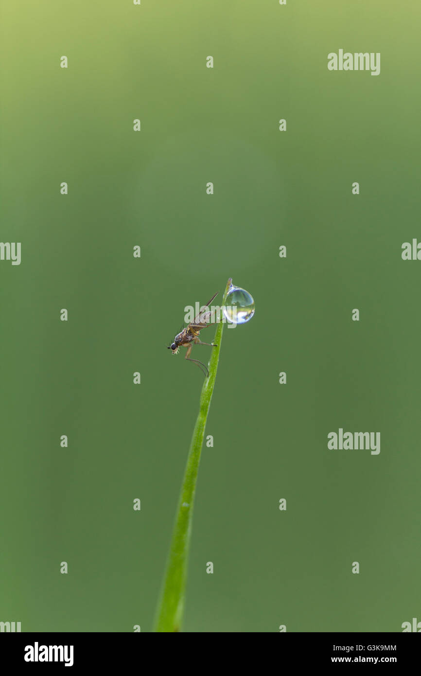 Drop fly hi-res stock photography and images - Alamy