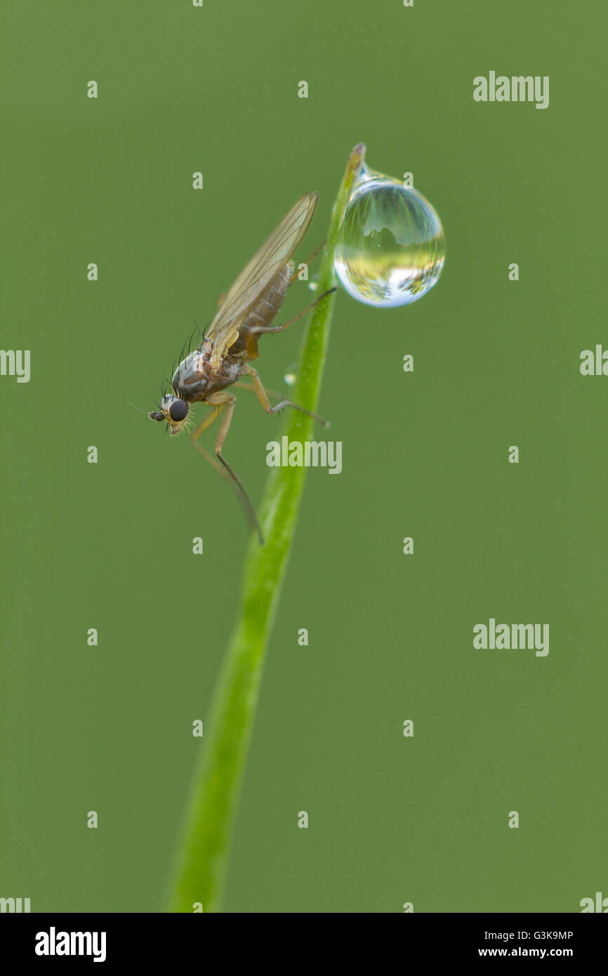 Little fly hi-res stock photography and images - Alamy