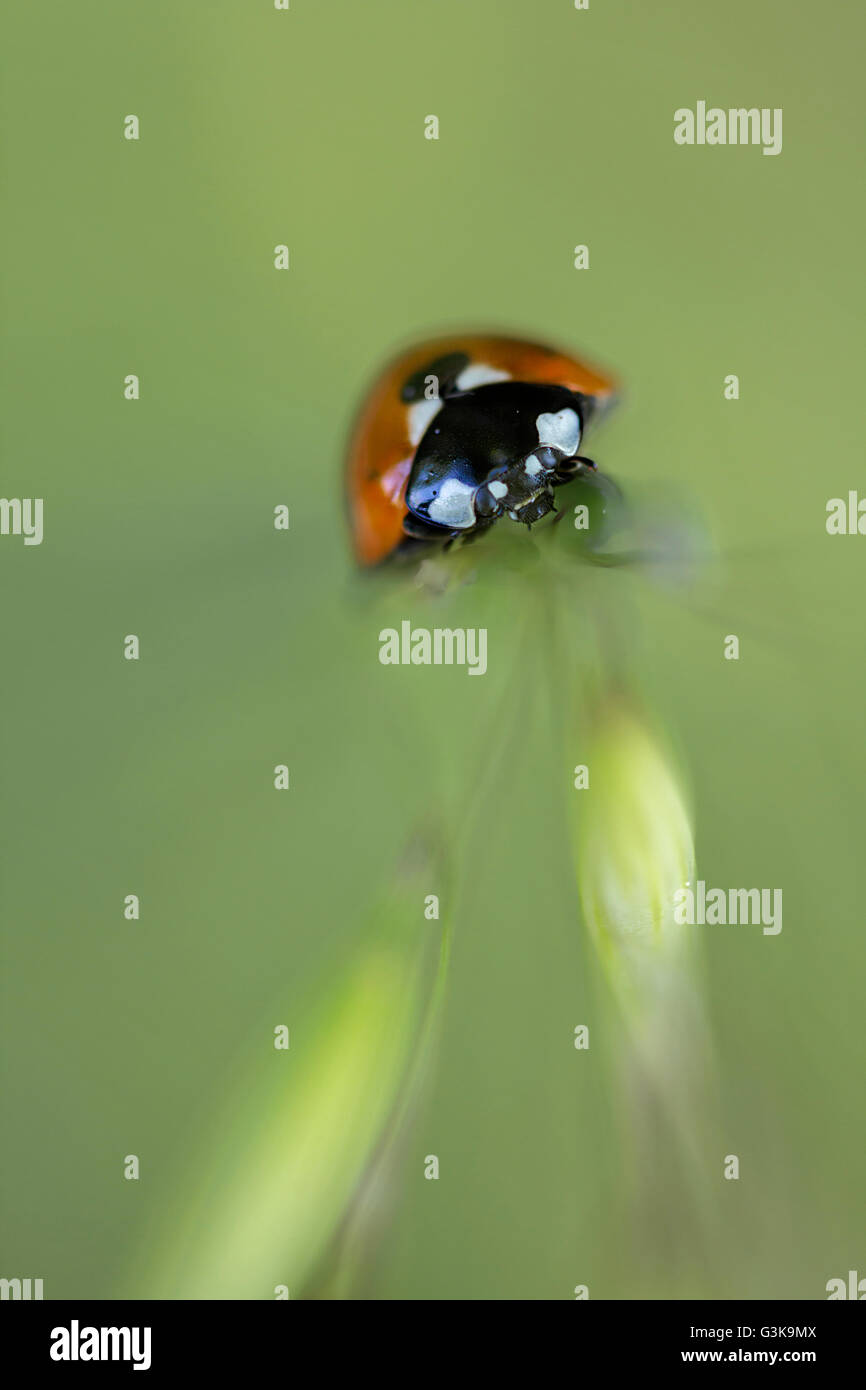 Ladybug antenna hi-res stock photography and images - Alamy