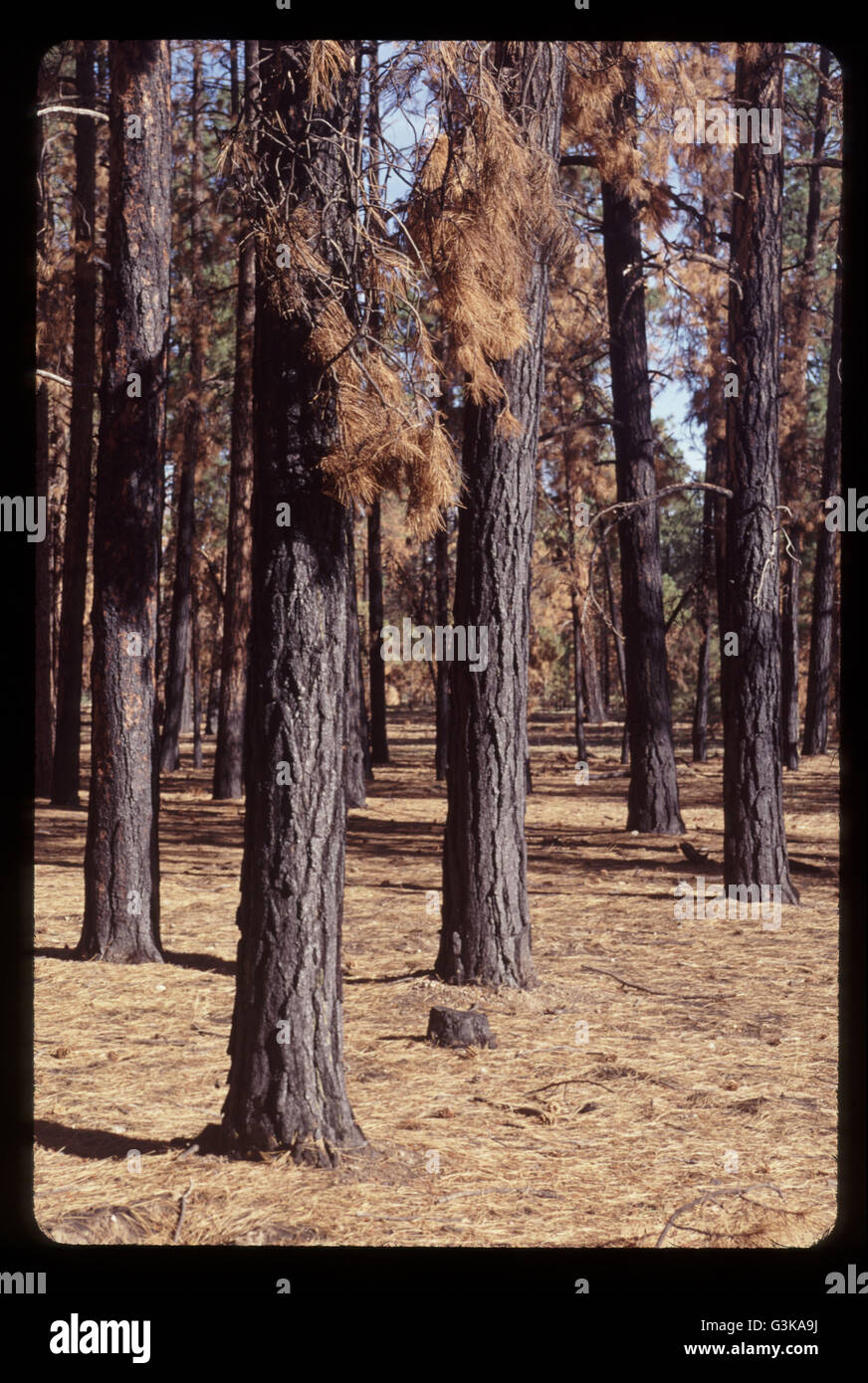 Wild fire damaged forest Stock Photo - Alamy