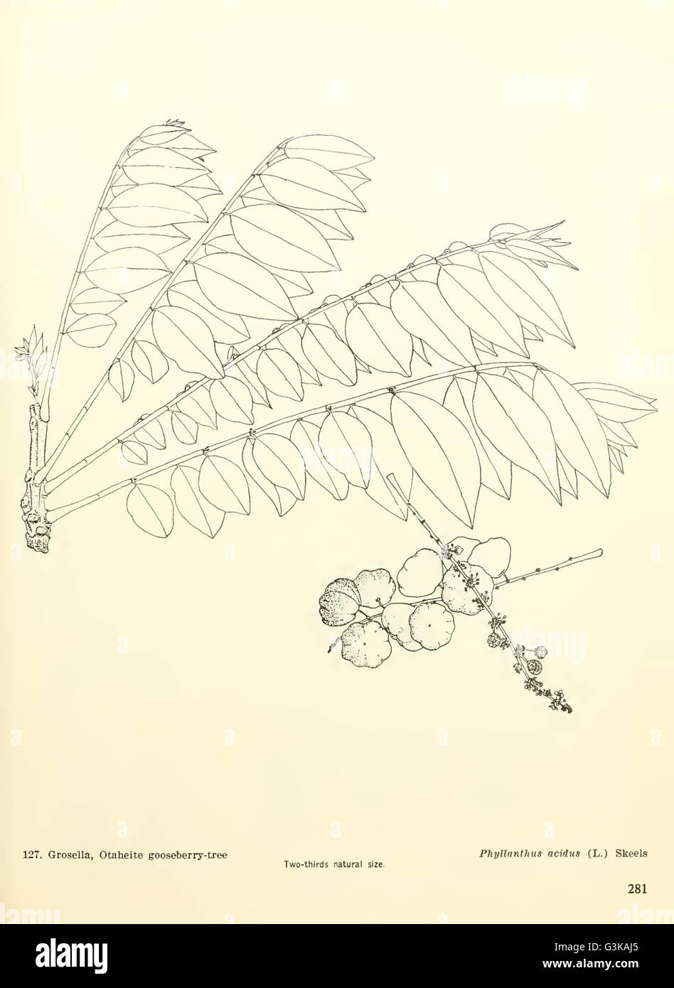 Common trees of Puerto Rico and the Virgin Islands Stock Photo - Alamy