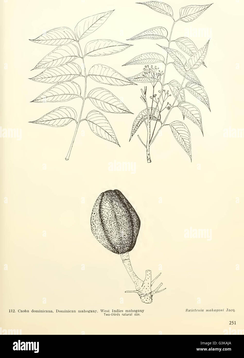 Common trees of Puerto Rico and the Virgin Islands Stock Photo - Alamy