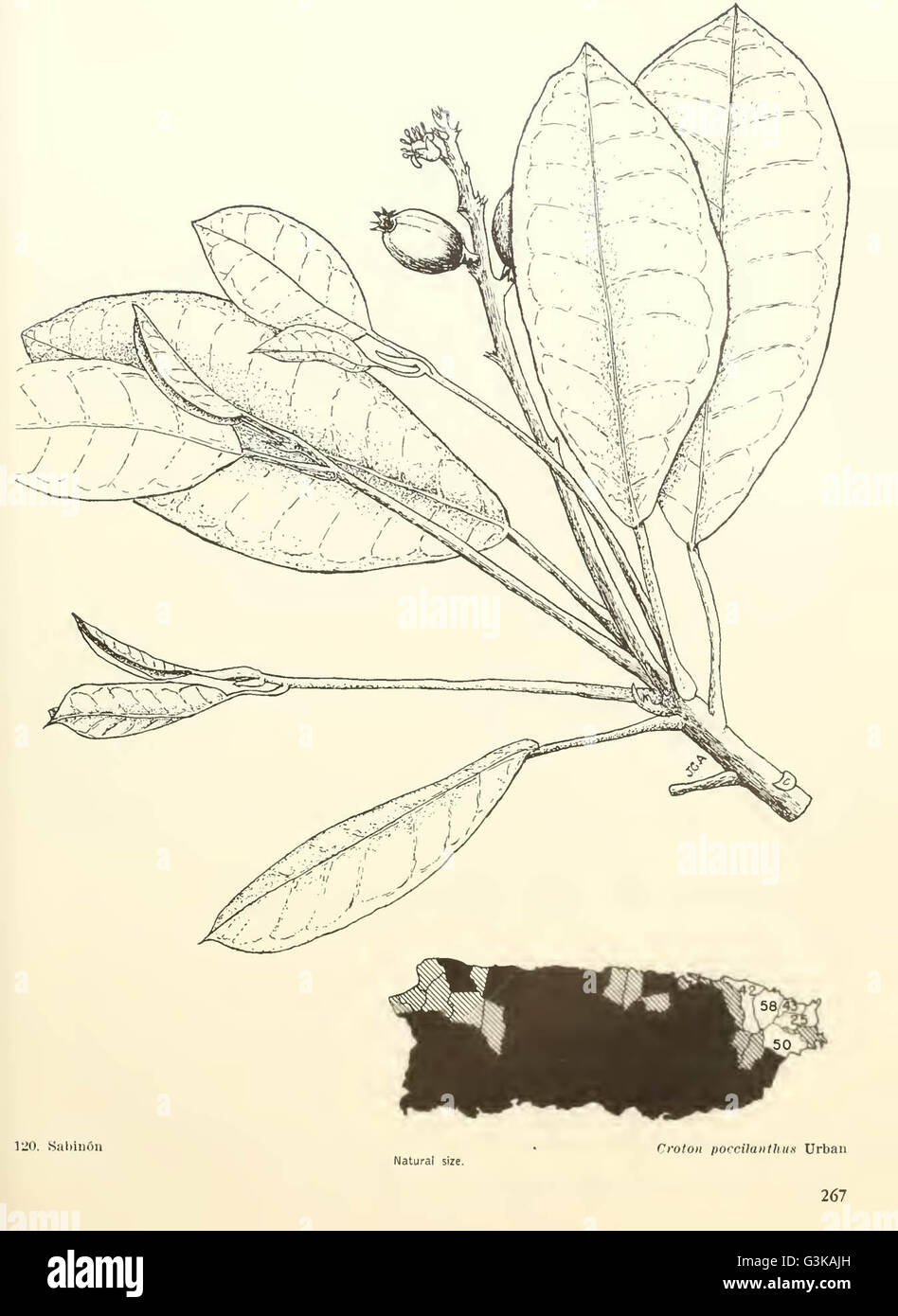 Common trees of Puerto Rico and the Virgin Islands Stock Photo - Alamy