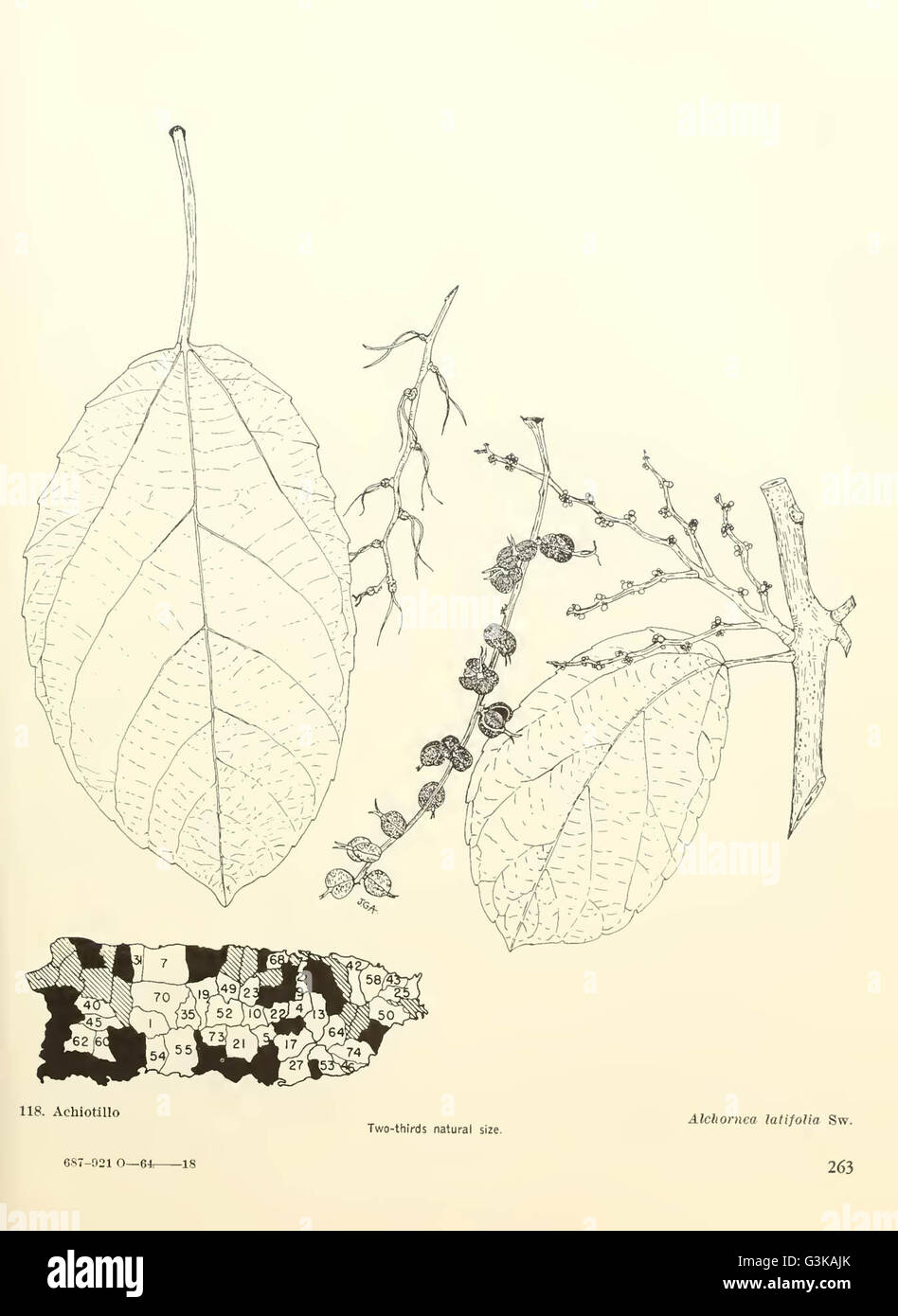 Common trees of Puerto Rico and the Virgin Islands Stock Photo - Alamy