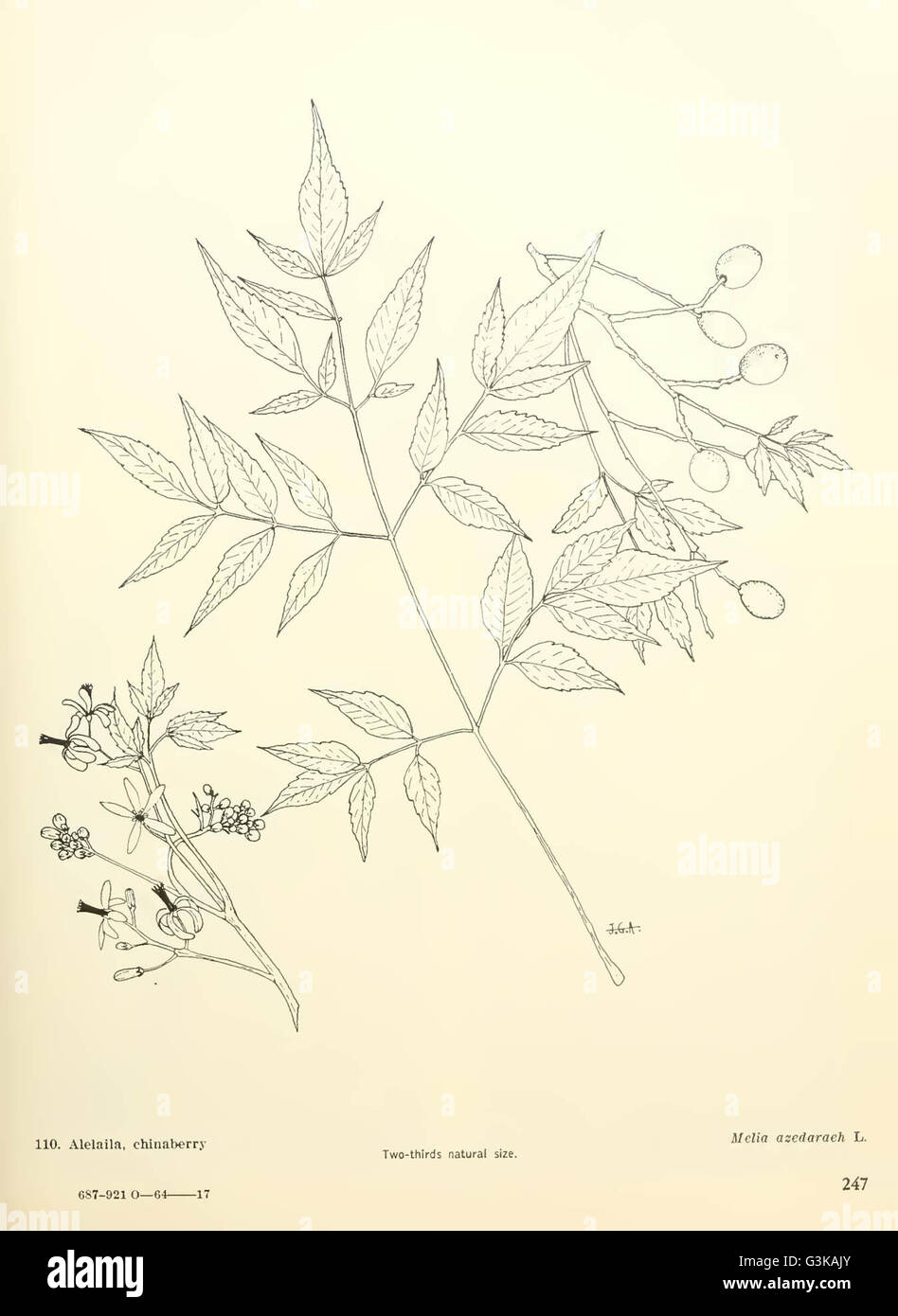 Common trees of Puerto Rico and the Virgin Islands Stock Photo - Alamy