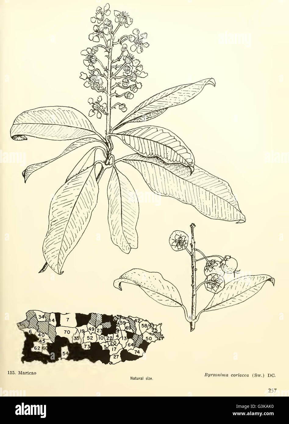 Common trees of Puerto Rico and the Virgin Islands Stock Photo - Alamy