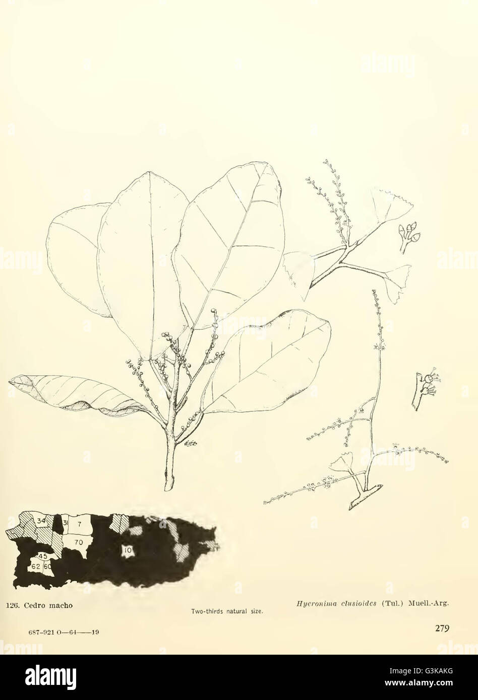 Common trees of Puerto Rico and the Virgin Islands Stock Photo - Alamy