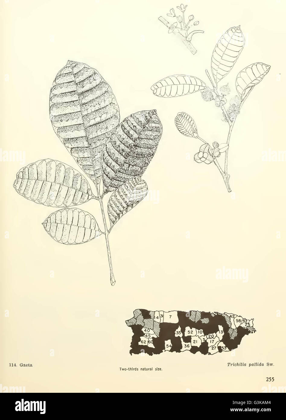 Common trees of Puerto Rico and the Virgin Islands Stock Photo - Alamy